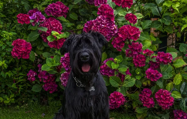 Download wallpaper black, dog, breed, hydrangea, section dog in ...
