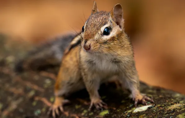 Download wallpaper look, nature, pose, background, muzzle, Chipmunk ...