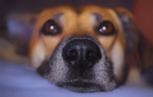 Wallpaper face, macro, dog, nose for mobile and desktop, section собаки ...