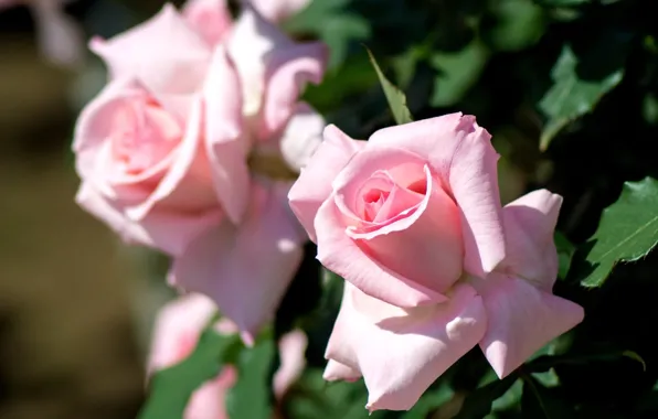 Wallpaper roses, pink for mobile and desktop, section цветы, resolution ...