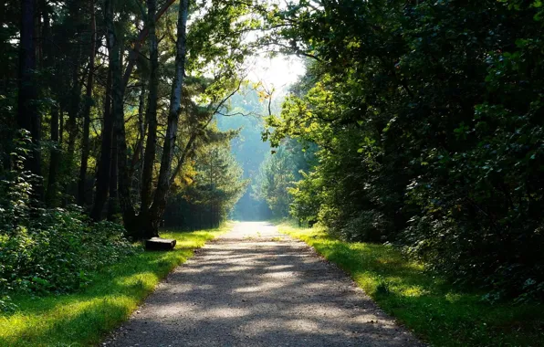 Wallpaper road, park, tree for mobile and desktop, section природа ...