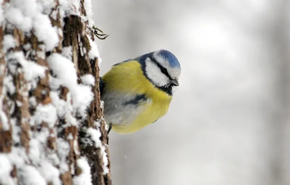 Wallpaper bird, tit, blue tit images for desktop, section животные ...