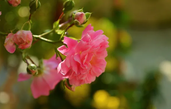 Wallpaper Buds, Rose, Bokeh, Bokeh, Pink rose, Pink rose for mobile and ...