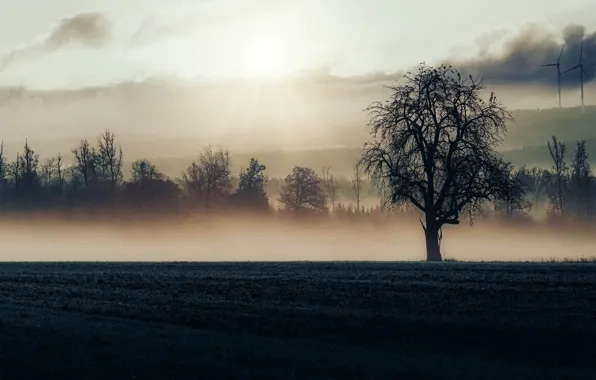 Wallpaper field, fog, tree for mobile and desktop, section природа ...