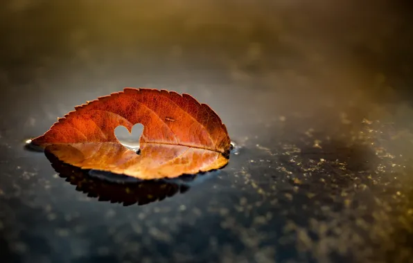 Wallpaper leaves, nature, background for mobile and desktop, section ...