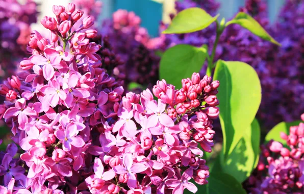 Download wallpaper spring, may, aroma, lilac blossoms, section nature ...