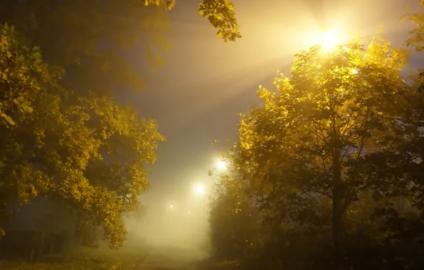 Wallpaper light, night, tree, fog for mobile and desktop, section ...