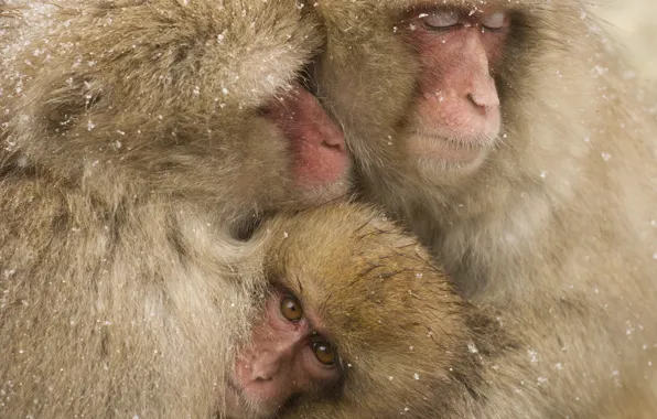 Download wallpaper winter, wildlife, family, snowing, snow monkeys ...