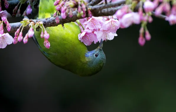 Wallpaper bird, branch, Sakura for mobile and desktop, section животные, resolution 2048x1365 ...