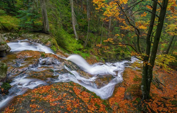 Wallpaper autumn, forest, trees, waterfall, Germany, Bayern, cascade ...