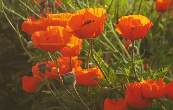 Download wallpaper field, light, flowers, glade, Mac, Maki, meadow, red ...