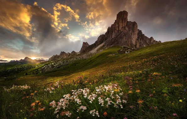 Wallpaper flowers, mountains, slope for mobile and desktop, section ...