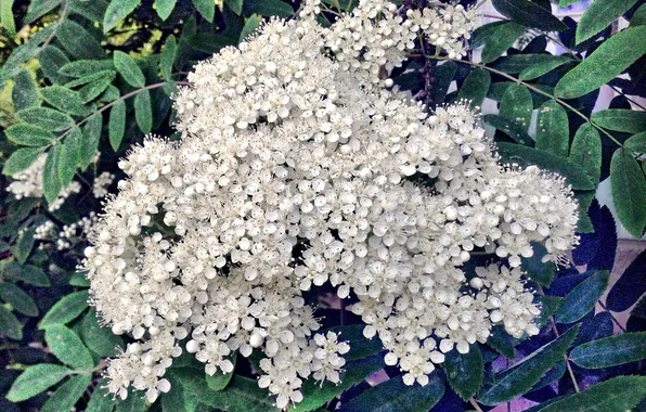 Wallpaper Rowan, May 2025, The end of spring for mobile and desktop ...