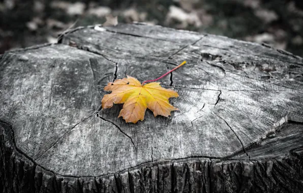 Wallpaper nature, sheet, stump for mobile and desktop, section природа ...