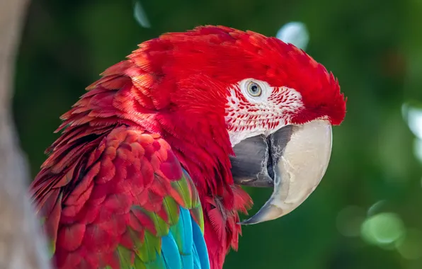 Wallpaper red, bird, portrait, parrot, Ara images for desktop, section ...