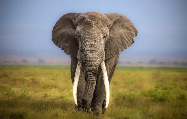 Wallpaper nature, elephant, savanah for mobile and desktop, section ...