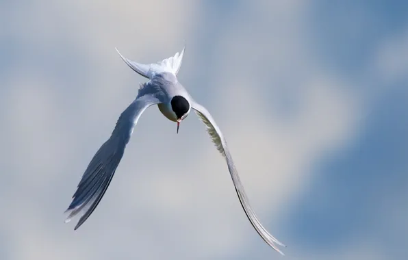 Wallpaper the sky, flight, bird for mobile and desktop, section ...