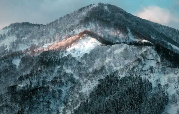 Wallpaper forest, nature, mountain images for desktop, section природа ...