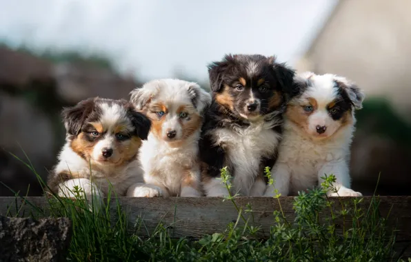 Wallpaper dogs, puppies, company images for desktop, section собаки ...