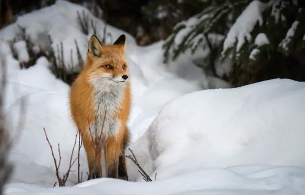 Wallpaper winter, snow, Fox for mobile and desktop, section животные ...