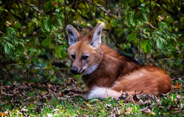 Wallpaper look, face, branches, nature, glade, foliage, wolf, red, lies ...