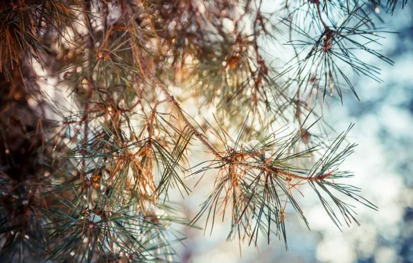 Wallpaper winter, macro, snow, trees, needles, branches, nature, branch ...