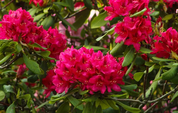 Wallpaper flowering, shrub, rhododendron for mobile and desktop ...