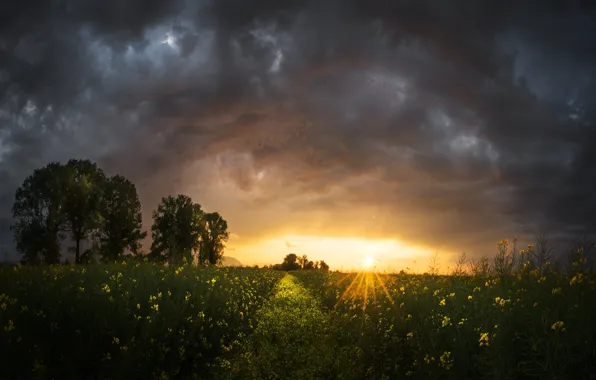 Wallpaper summer, the sky, the sun, rays, sunset, flowers, nature, the ...