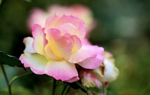 Download wallpaper rose, bokeh, Renee Grayson, section flowers in ...