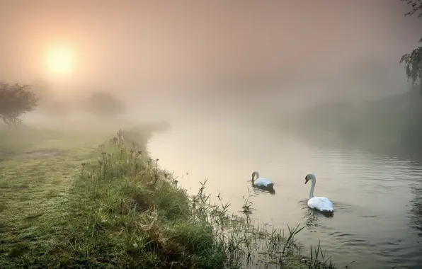 Wallpaper fog, river, swans images for desktop, section природа - download
