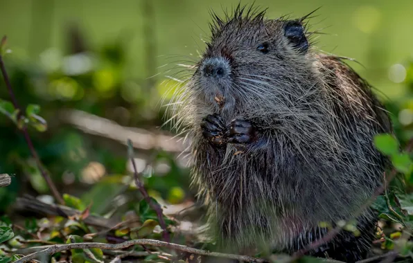 Wallpaper Nutria, background, nature for mobile and desktop, section ...