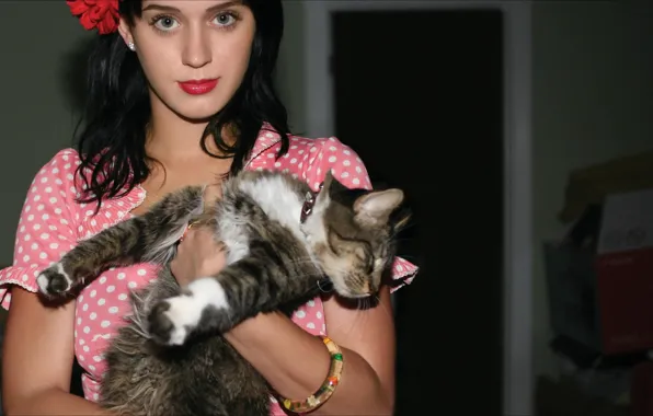 Wallpaper Katy Perry, Cats, other for mobile and desktop, section ...