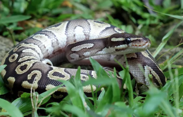 Download wallpaper grass, snake, Python, section animals in resolution ...