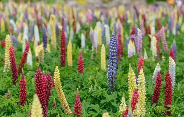 Wallpaper field, flowers, nature, flowering, Lupin for mobile and ...