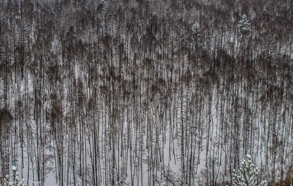 Wallpaper winter, forest, nature, contrast, birch, Abzakovo images for ...