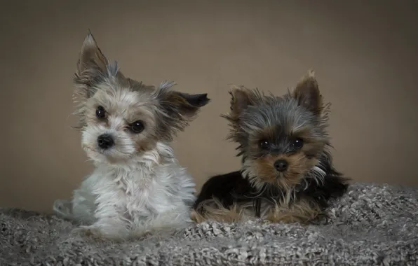 Wallpaper look, each, dog, baby, puppy for mobile and desktop, section ...