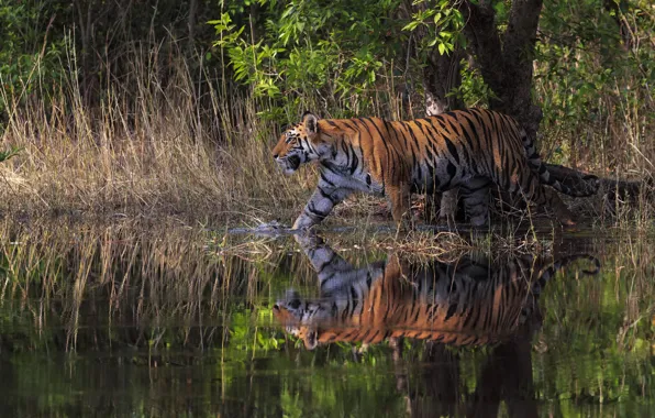Wallpaper forest, grass, nature, tiger, reflection, tree, shore ...