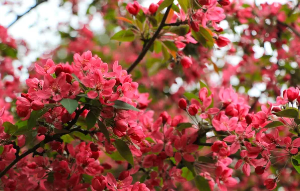 Wallpaper flower, spring, twig for mobile and desktop, section природа ...