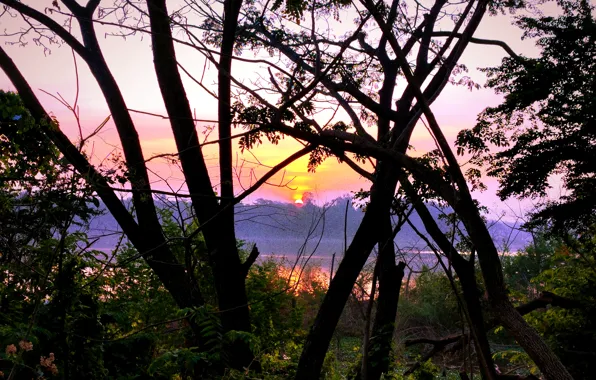Wallpaper trees, lake, morning, sun, sunrise, dawn, woods, plants for ...