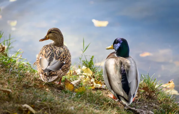 Wallpaper autumn, grass, bird, shore, foliage, duck, pond, two ducks ...