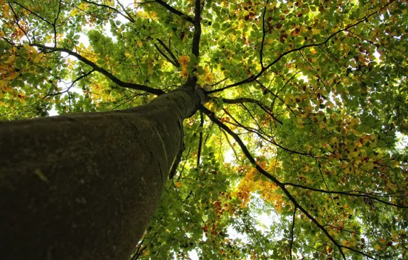 Wallpaper Blue Sky, Nature, Tree, Autumn, Wallpaper, Background, Macro ...
