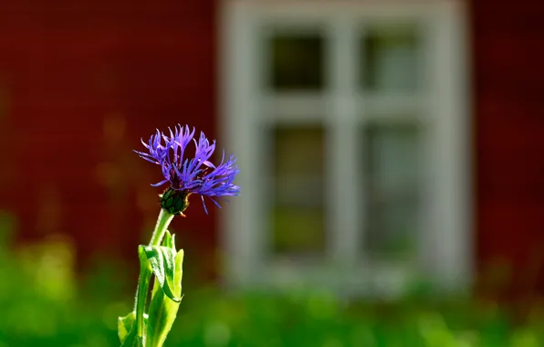 Wallpaper flower, macro, cornflower for mobile and desktop, section ...