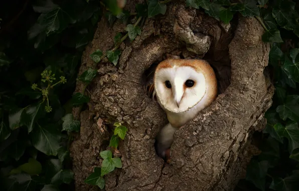 Wallpaper tree, owl, bird, the barn owl, the hollow for mobile and ...