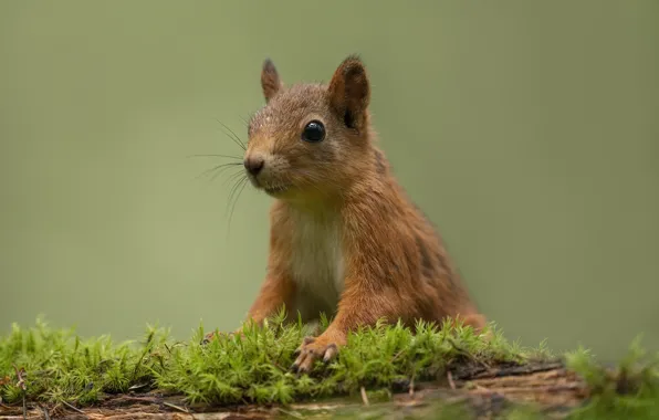 Download wallpaper background, moss, protein, section animals in ...