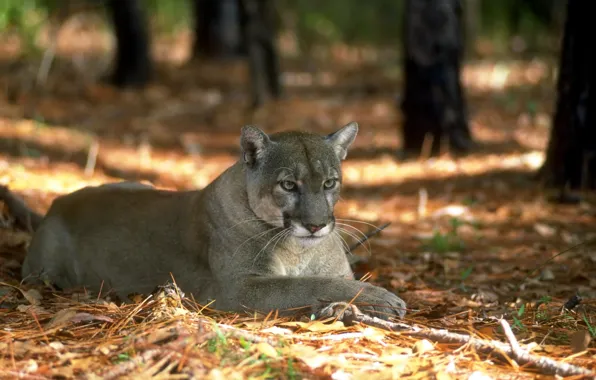 Wallpaper forest, Puma, wild cat for mobile and desktop, section кошки ...