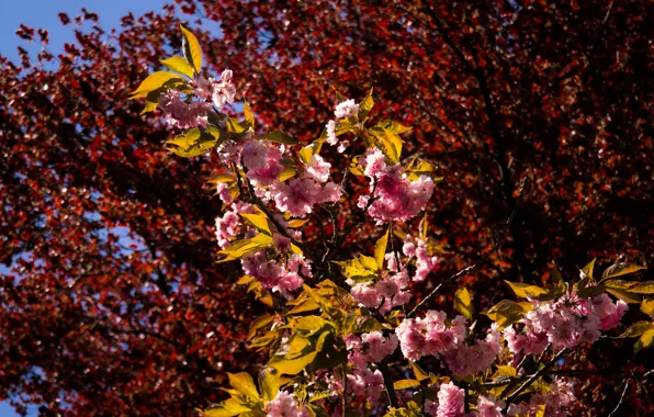 Wallpaper Tree, Colorful, Spring, Sunshine, Blossom for mobile and ...