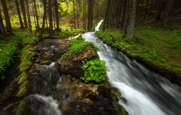 Wallpaper forest, nature, river for mobile and desktop, section природа ...