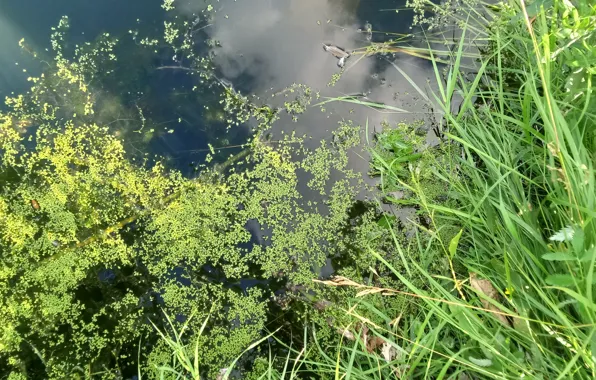 Wallpaper the sky, grass, lake, reflection for mobile and desktop ...