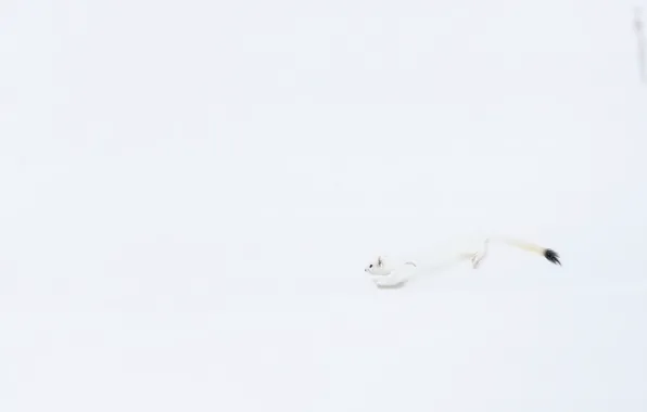 Download wallpaper nature, background, Long-tailed weasel, section ...