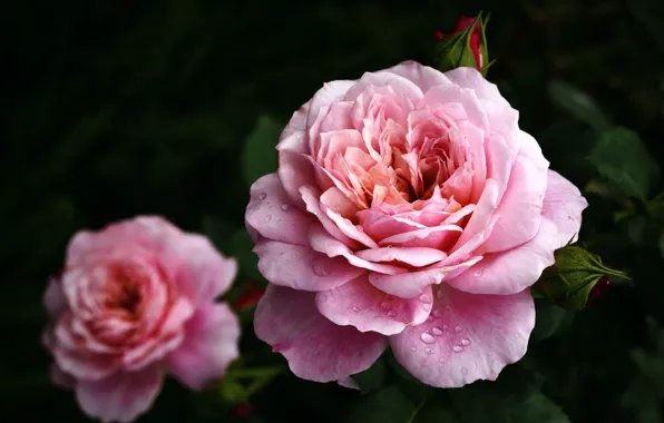 Wallpaper drops, macro, Rosa, roses, buds for mobile and desktop ...